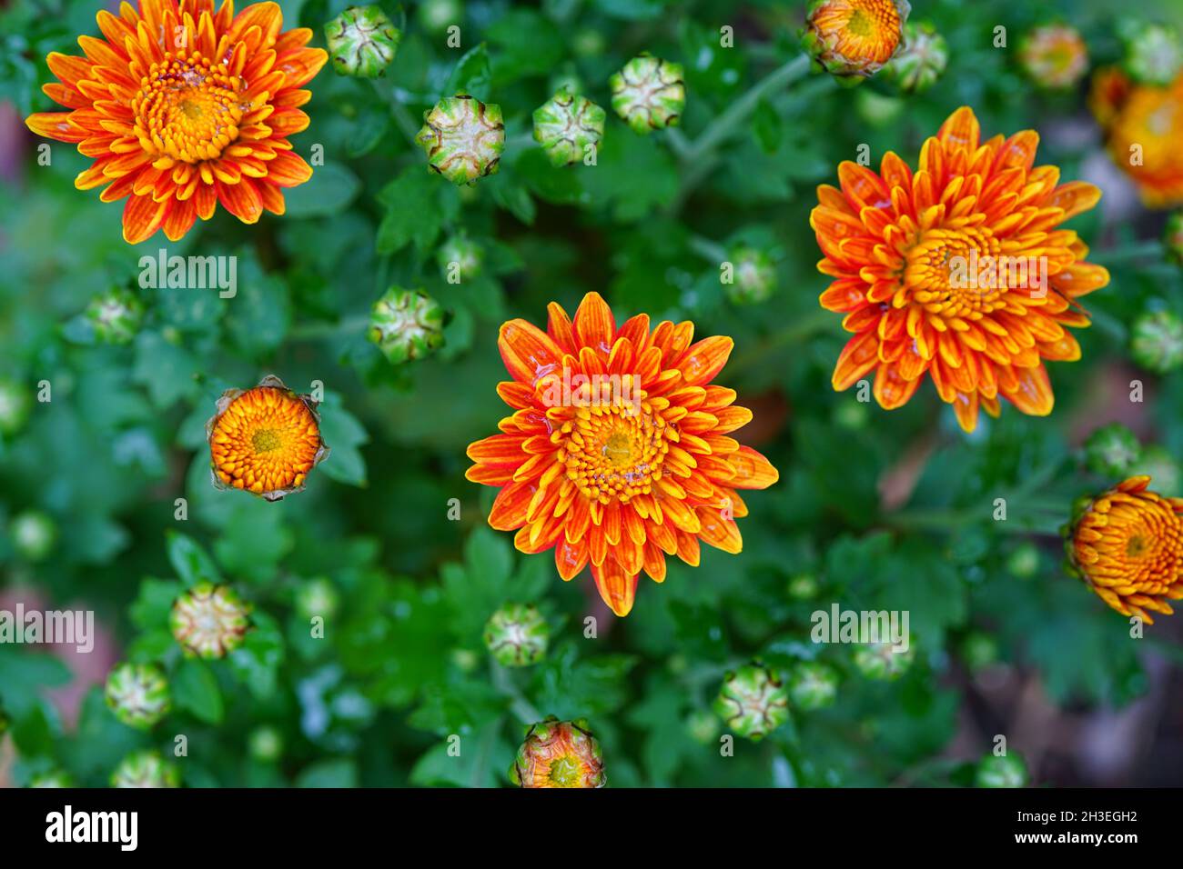 Bronze orange chrysanthemum flowers growing in the garden in the fall ...