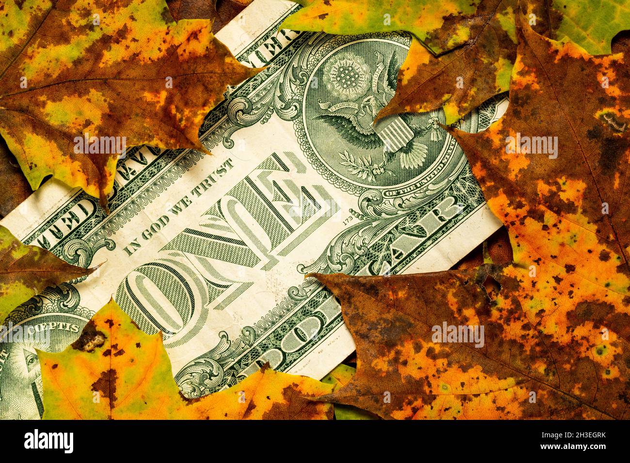Dollar banknote under dry fallen leaves. Financial concept Stock Photo ...