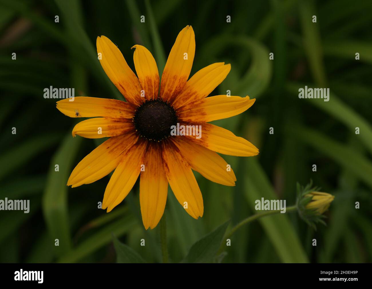 Black eye susan flowers growth hi-res stock photography and images - Alamy