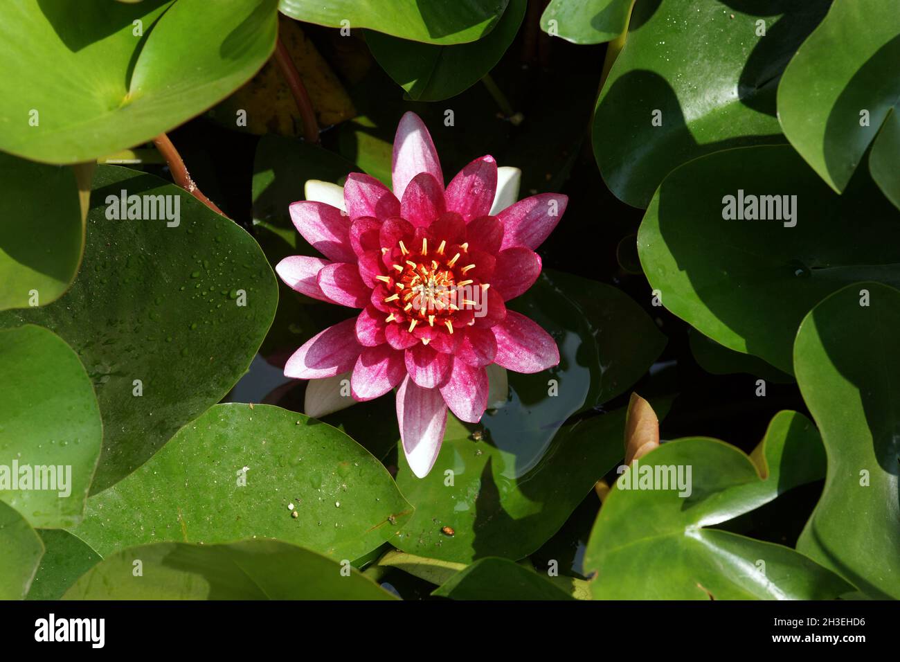 beautiful lotus flower in the deep blue water surface Stock Photo - Alamy