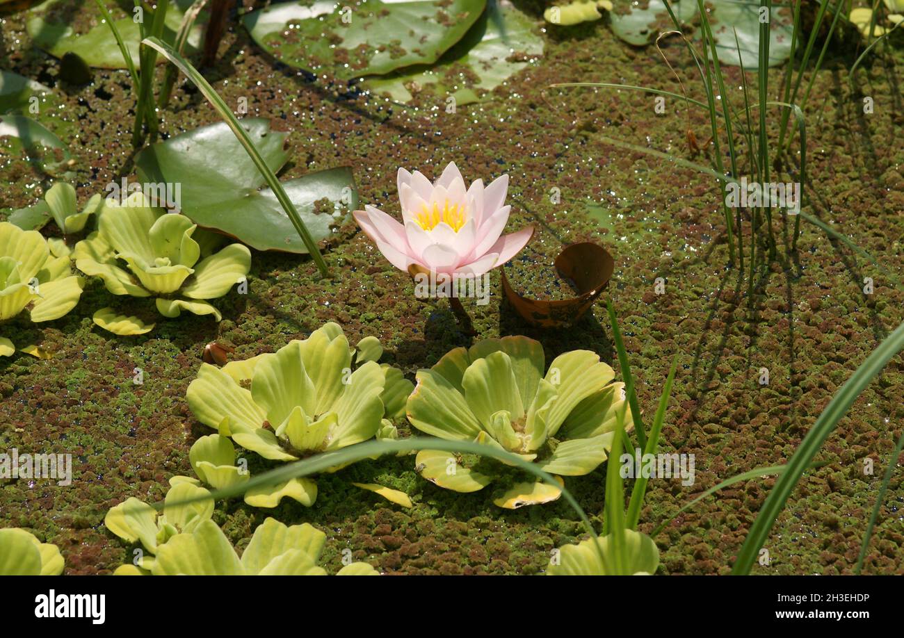 Deep pink water lilly hi-res stock photography and images - Alamy