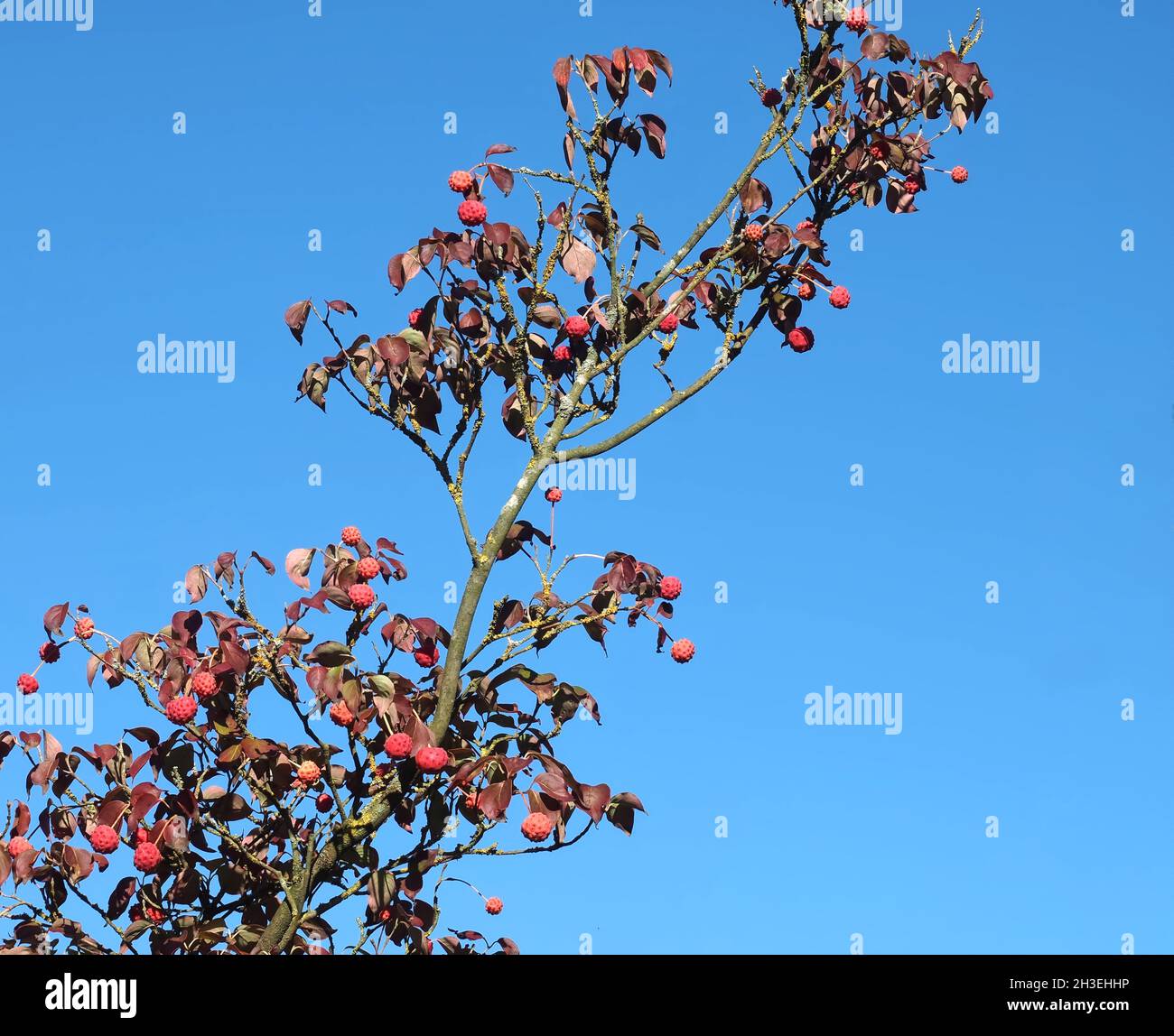 Lychee tree hi-res stock photography and images - Alamy