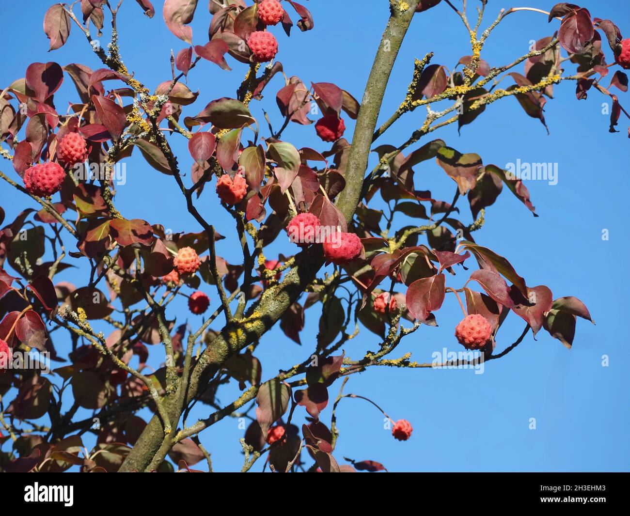 Lychee tree hi-res stock photography and images - Alamy