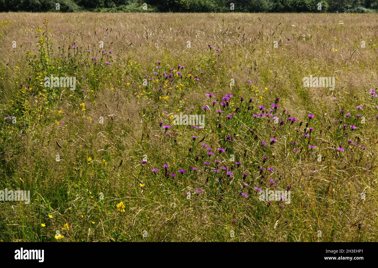 Lowland hay meadow with knapweed, yarrow, buttercups and birds foot ...