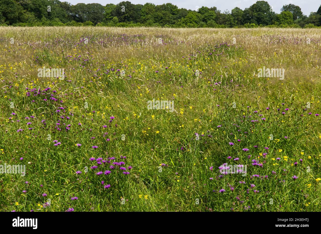 Traditional trefoil hi-res stock photography and images - Alamy