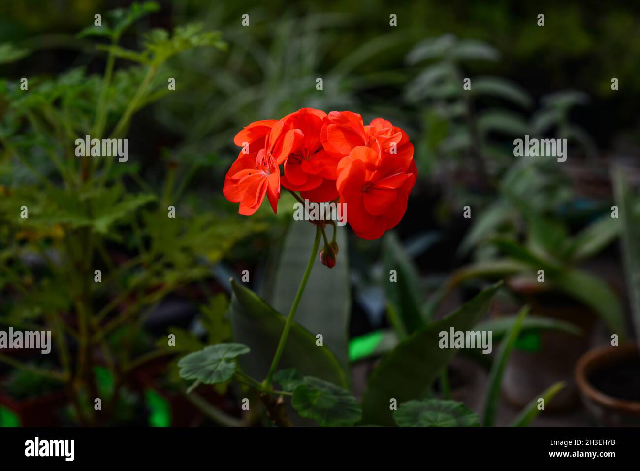 Red geranium flowers in garden. Bright pelargonium Stock Photo - Alamy