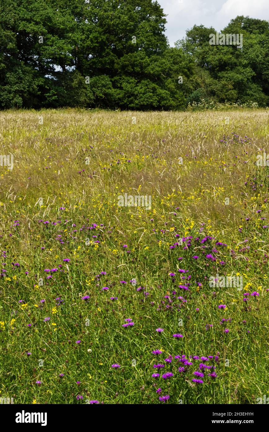 Bicknacre essex hi-res stock photography and images - Alamy