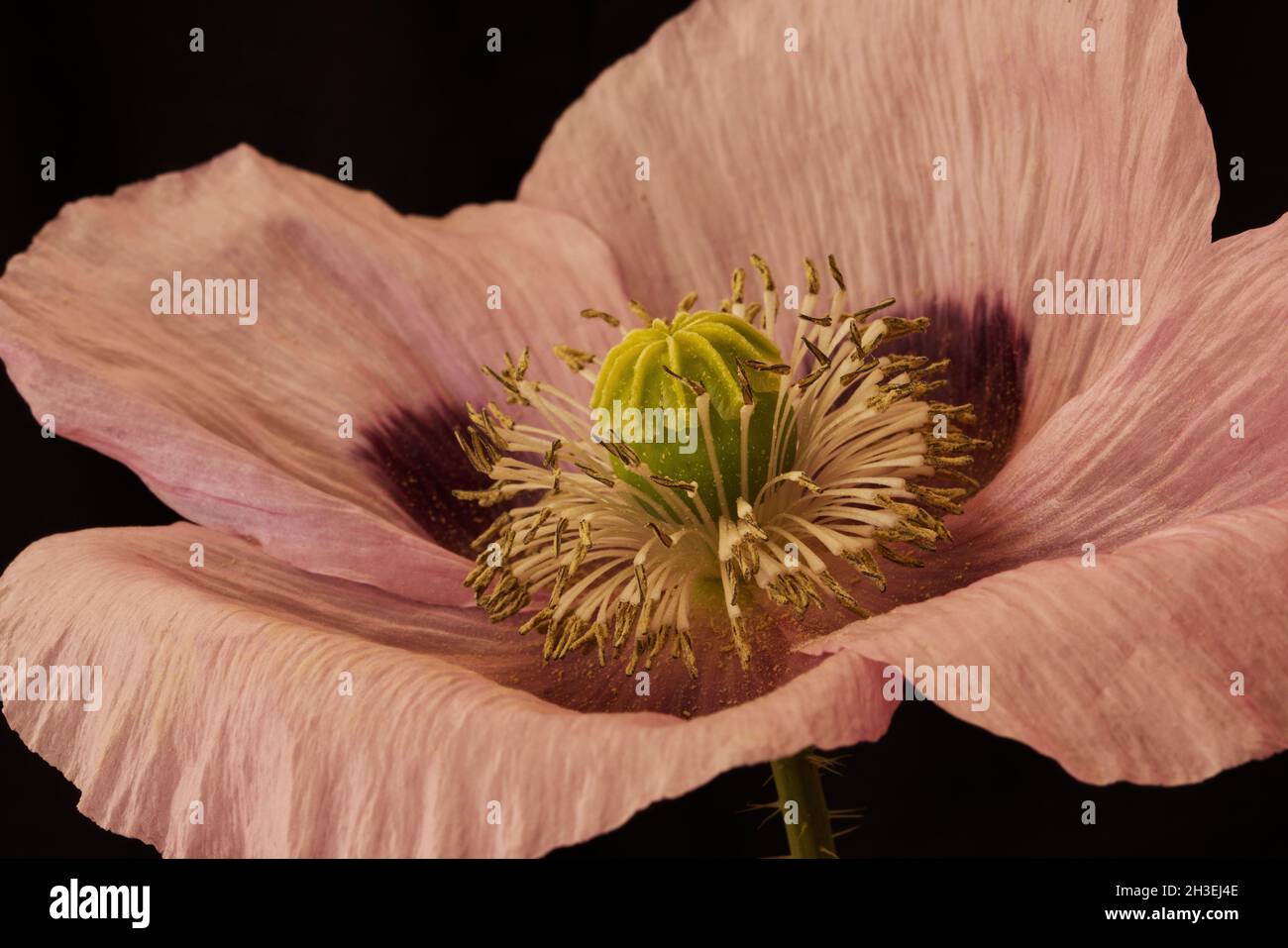 Close up of the flower of an opium poppy, Papaver somniferum showing ...