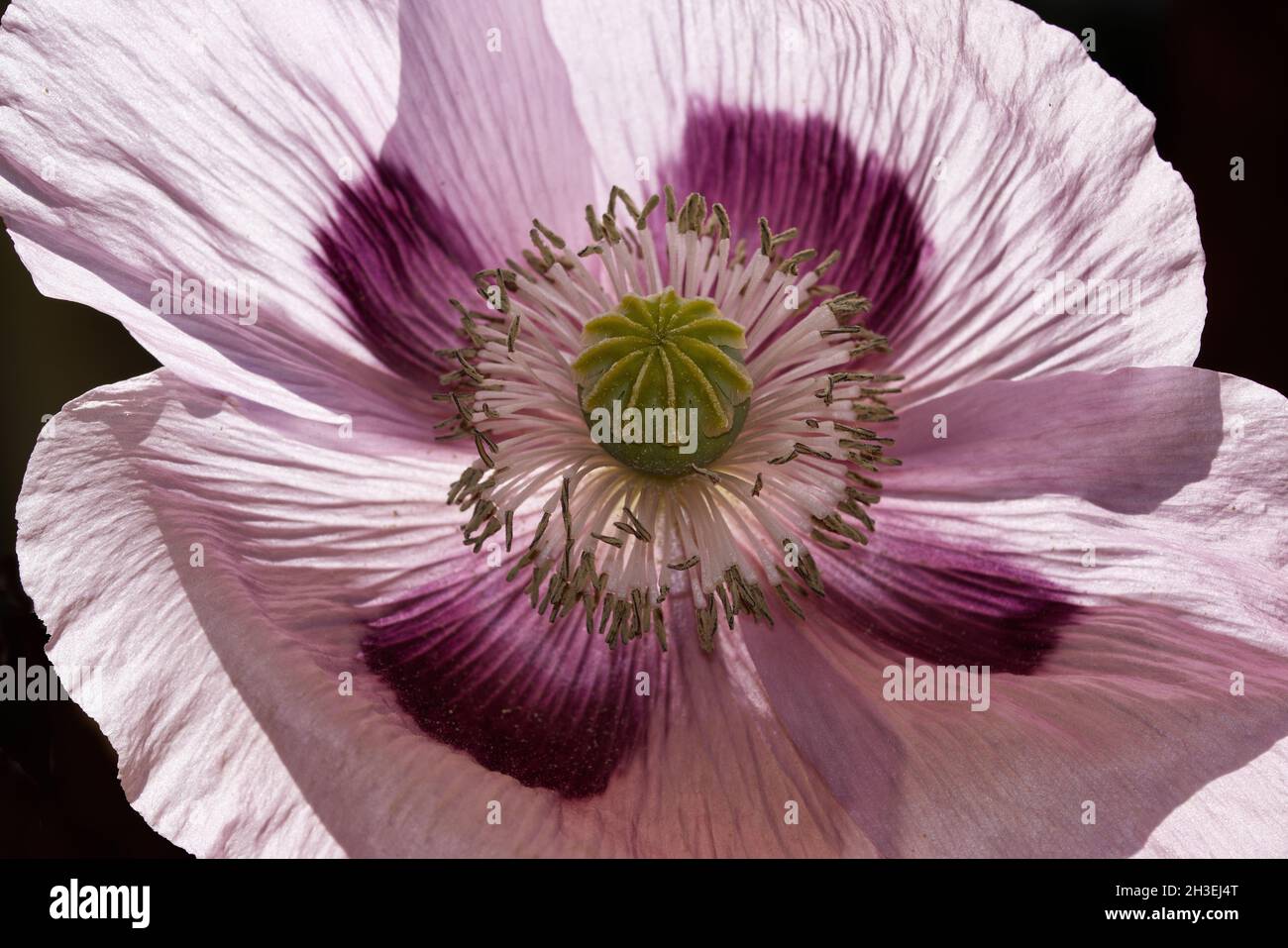 Close up of the flower of an opium poppy, Papaver somniferum showing ...