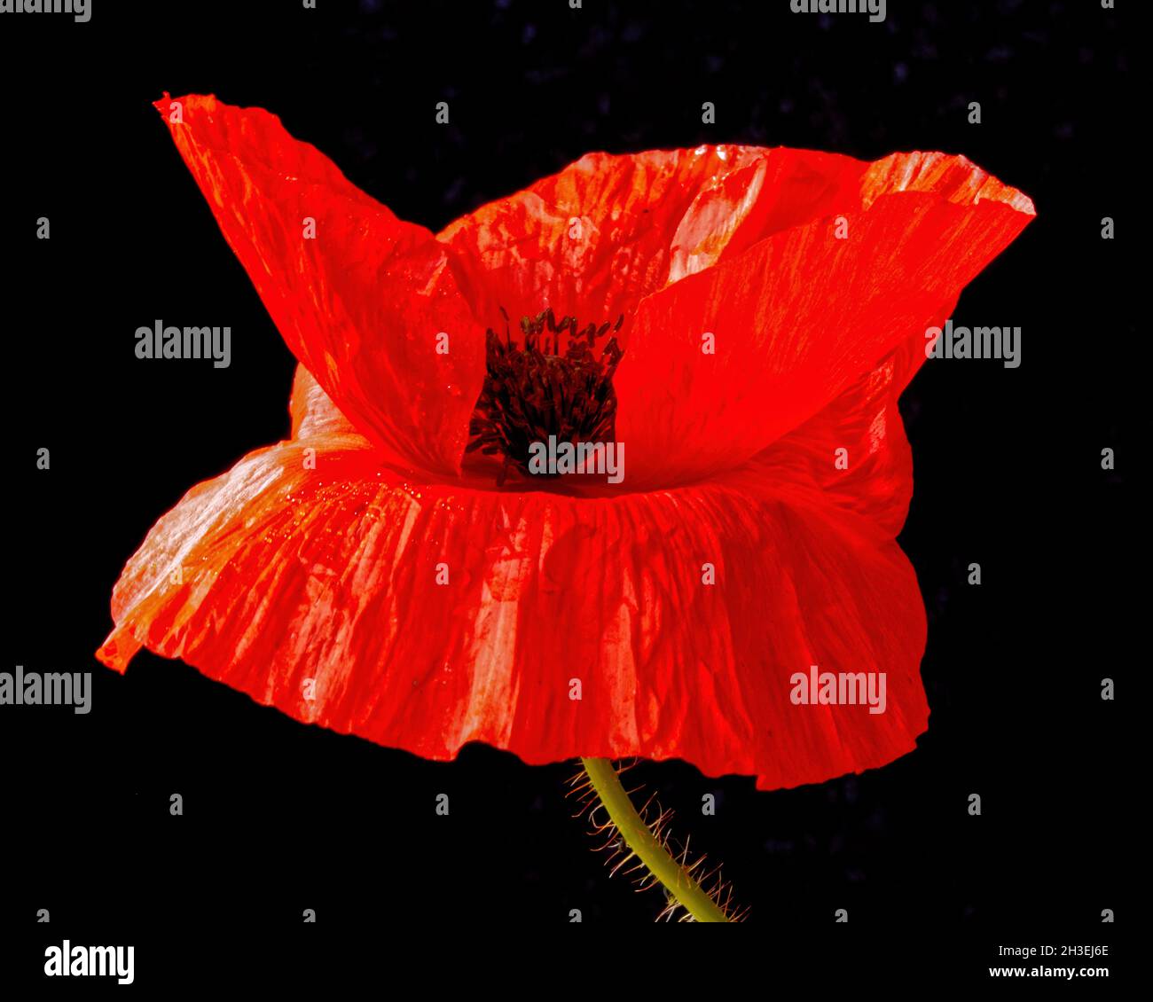 Corn anthers hi-res stock photography and images - Alamy