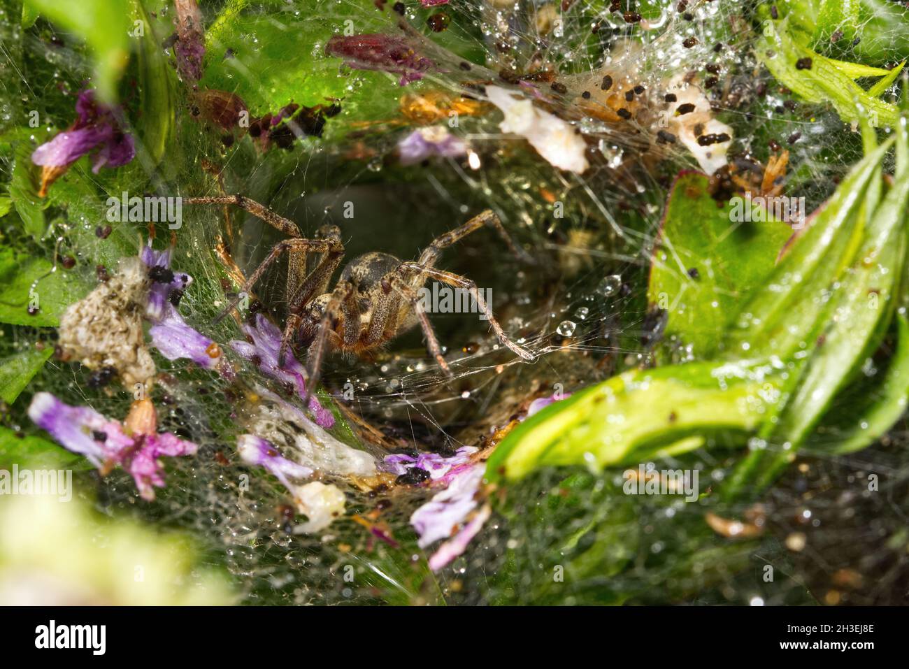 A labyrinth spider at the entrance to its funnel-shaped web, Essex ...