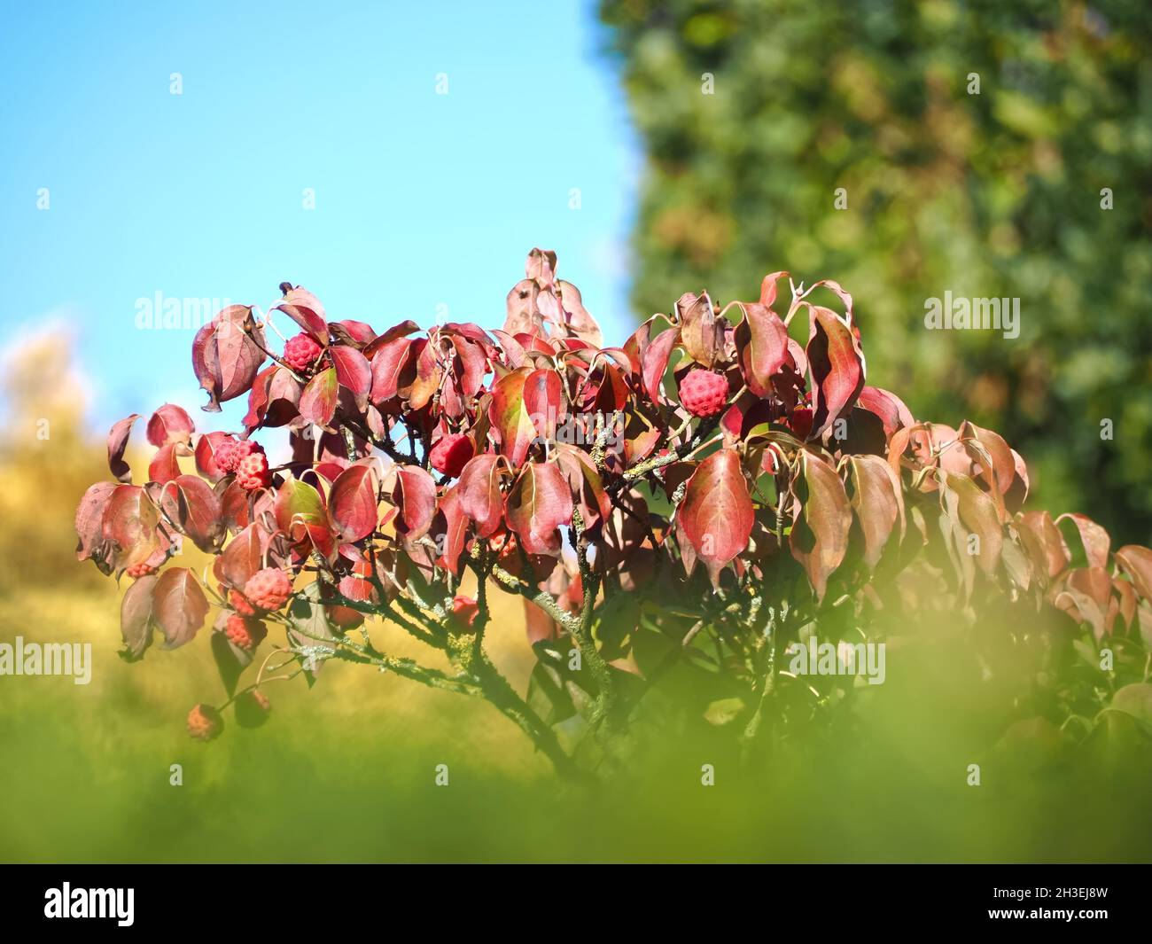 Beautiful red leafs of a burning bush tree Stock Photo - Alamy