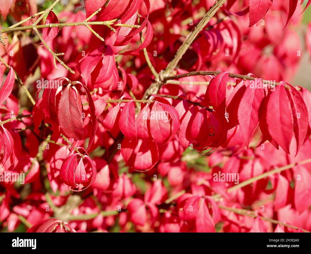 Beautiful red leafs of a burning bush tree Stock Photo - Alamy