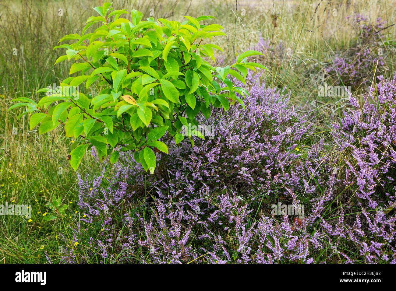 Heather grass garden hi-res stock photography and images - Alamy
