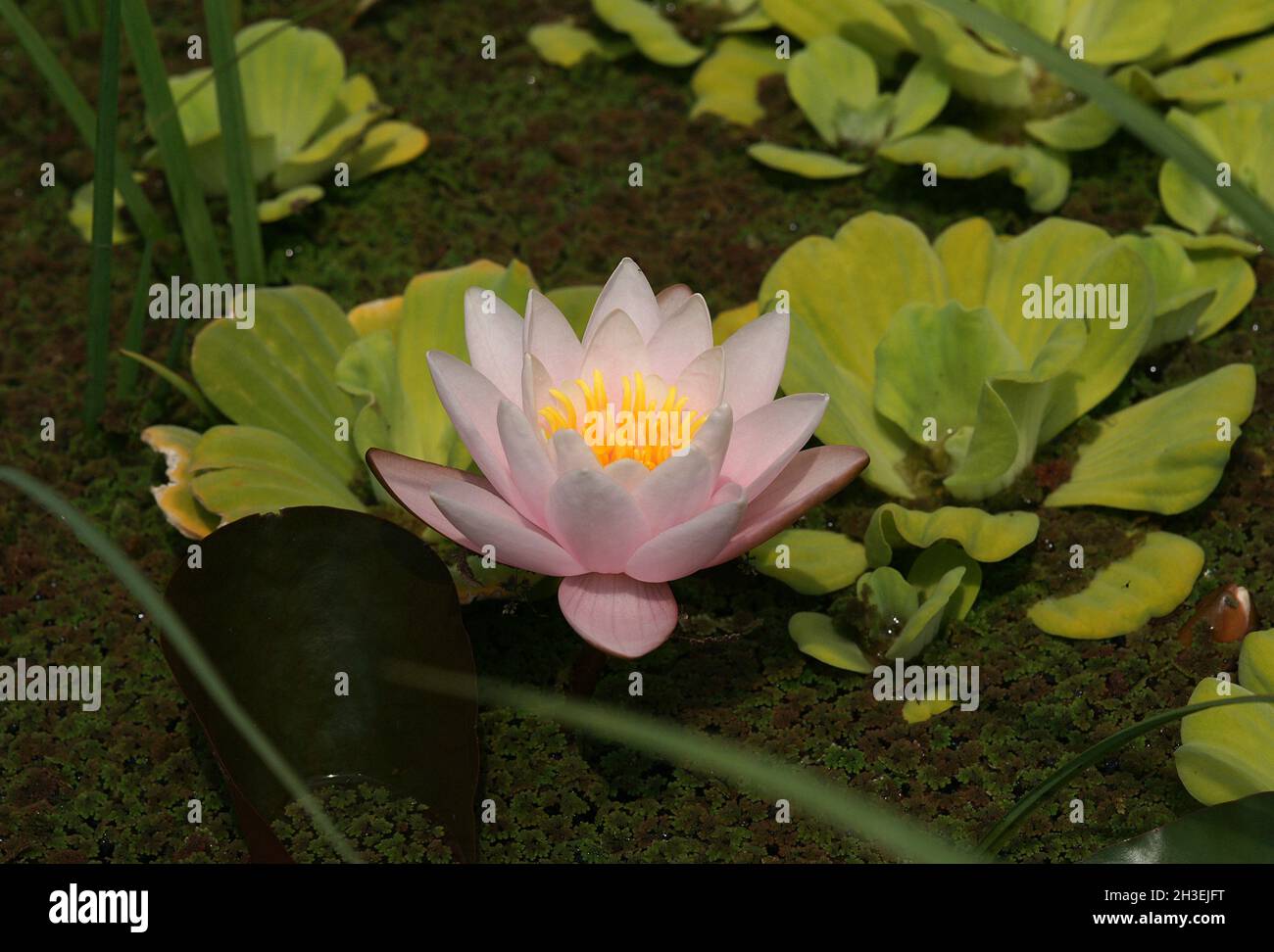 beautiful lotus flower in the deep blue water surface Stock Photo - Alamy