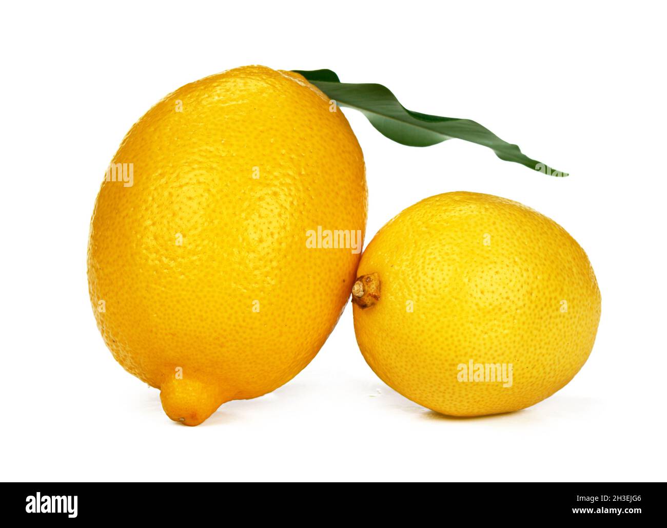 Whole lemon fruit isolated on white background Stock Photo - Alamy