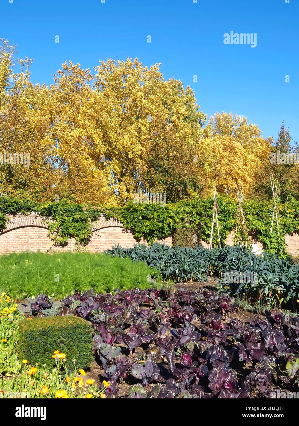 Vegetable garden fall hi-res stock photography and images - Alamy
