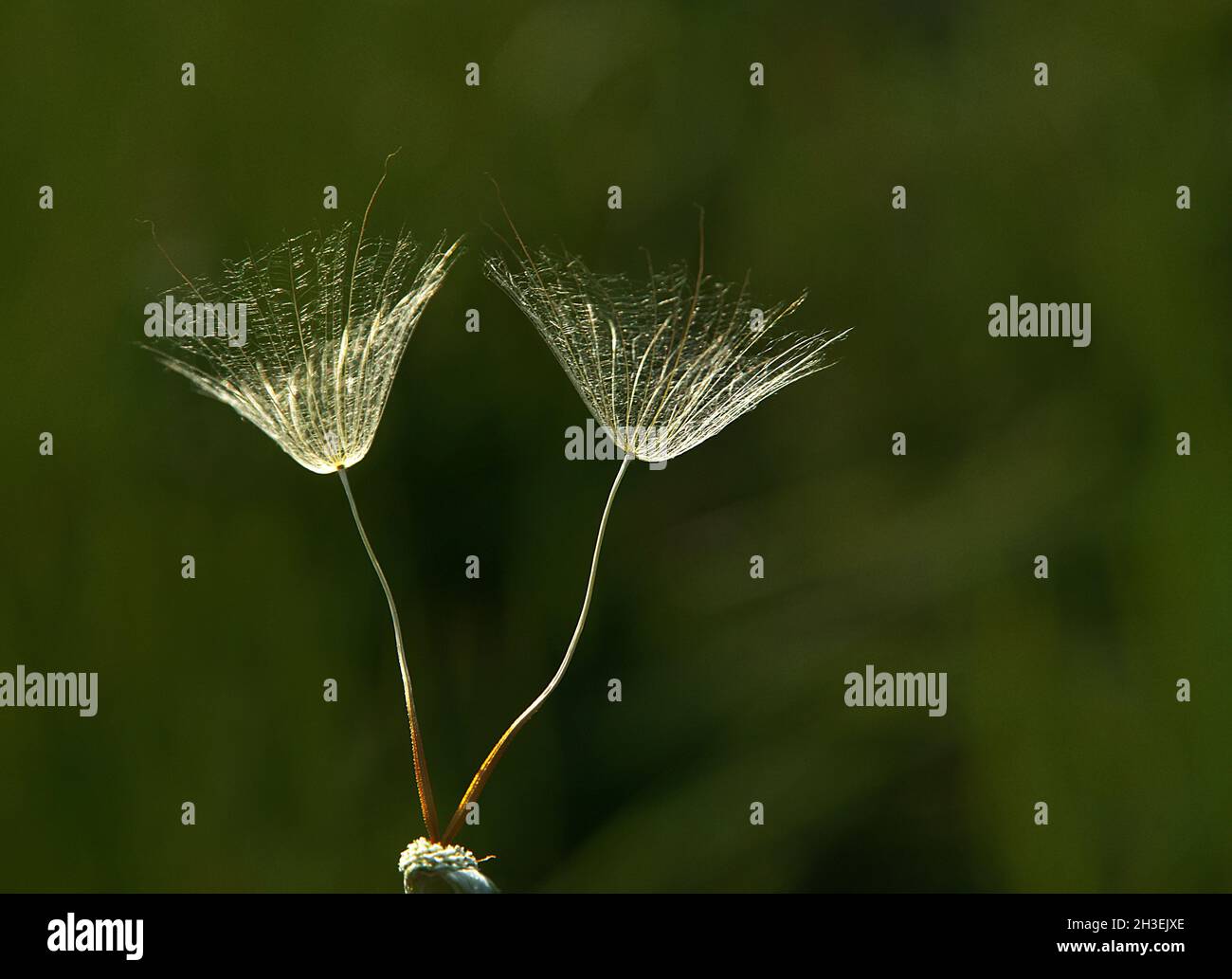 Closeup of Dandelion head on black background Stock Photo - Alamy