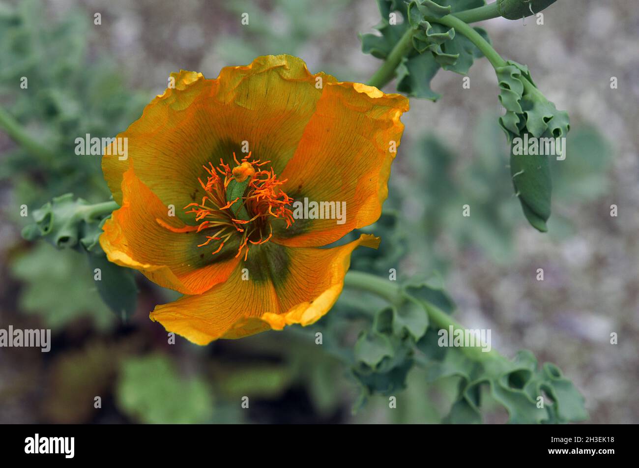 Splendid rose garden hi-res stock photography and images - Alamy