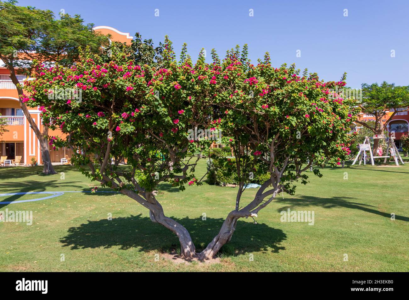 Hurghada, Egypt - September 25 2021: Egyptian garden in hotel Caribbean ...
