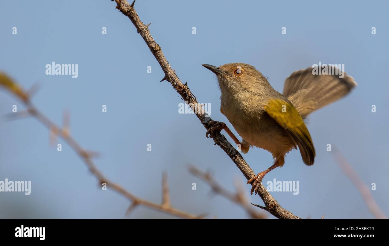 World flycatcher hi-res stock photography and images - Alamy