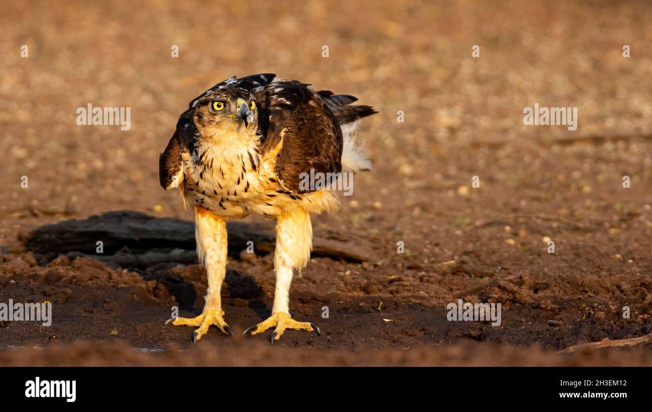 Falcon at a zoo at sunset Stock Photo - Alamy