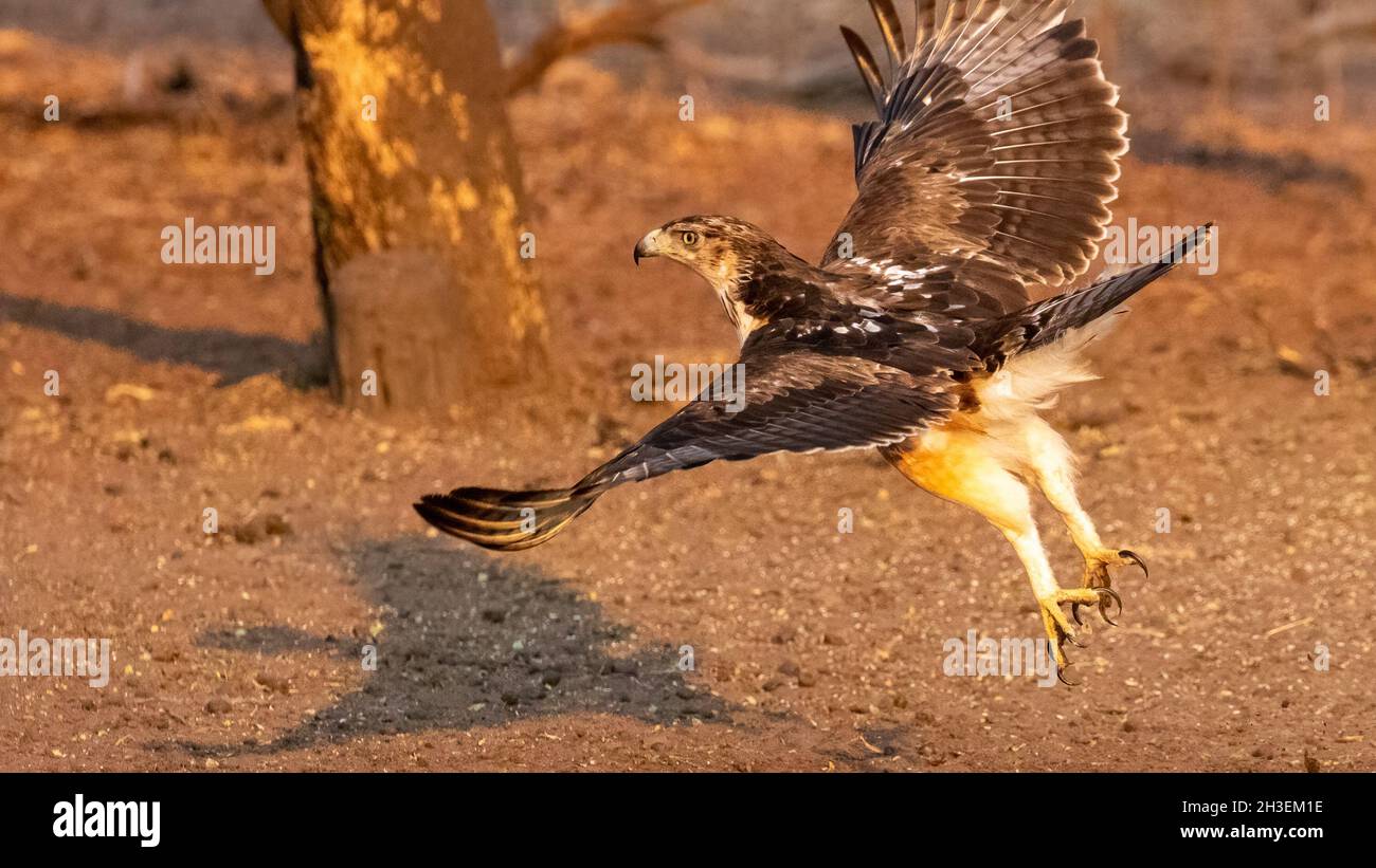 Falcon at a zoo at sunset Stock Photo - Alamy