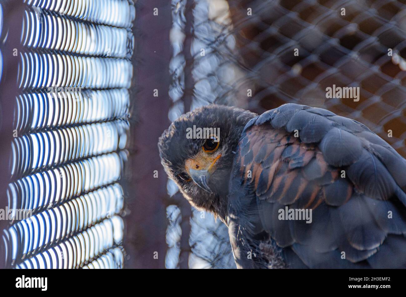 Low angle shot of a beautiful strong eagle looking down with a scary ...