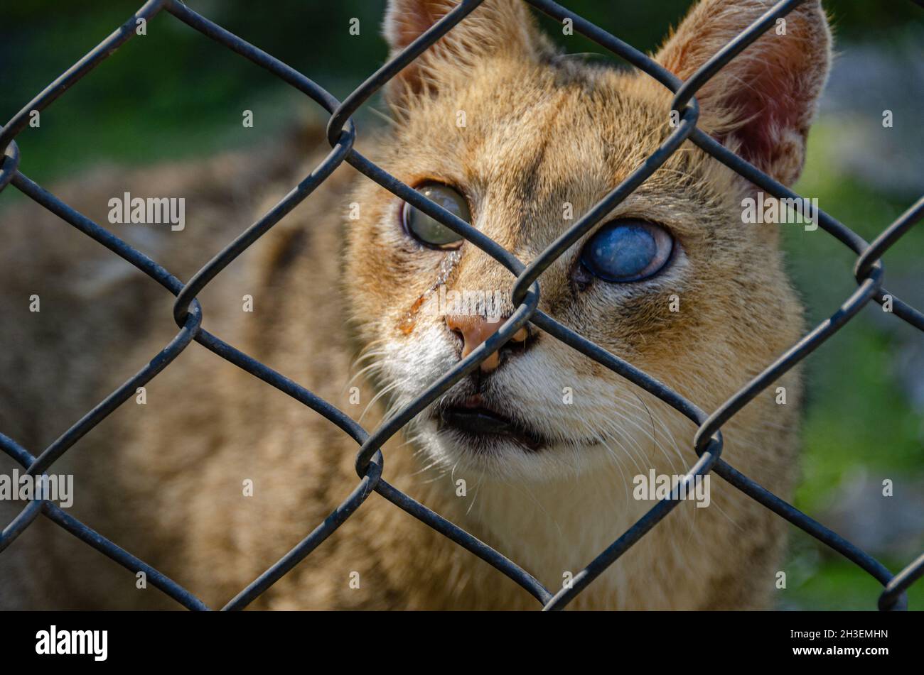 Close up shot of a scary face of a big wild dangerous cat looking from ...