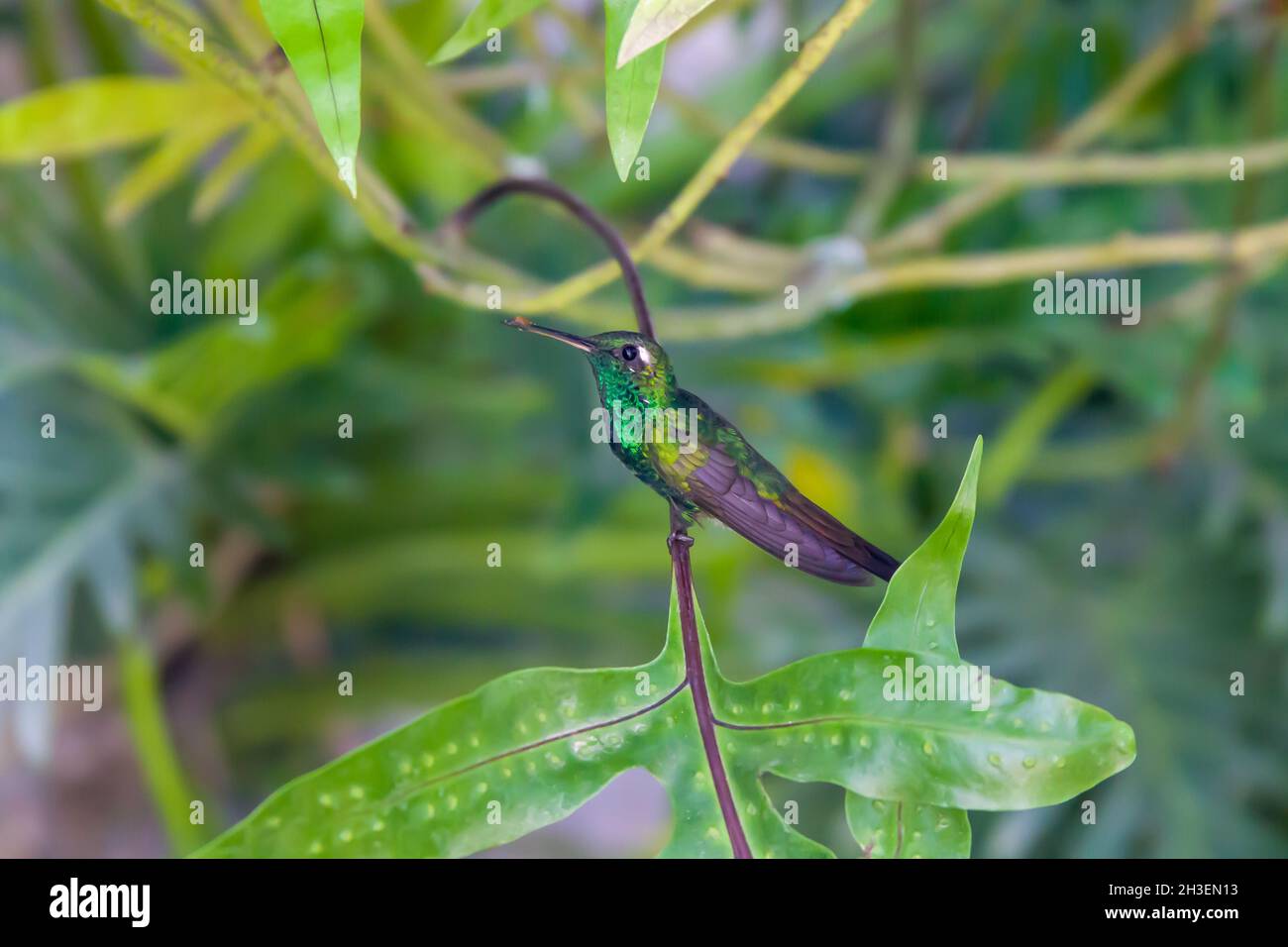 Close-up shot of a beautiful hummingbird sitting on a leaf Stock Photo ...