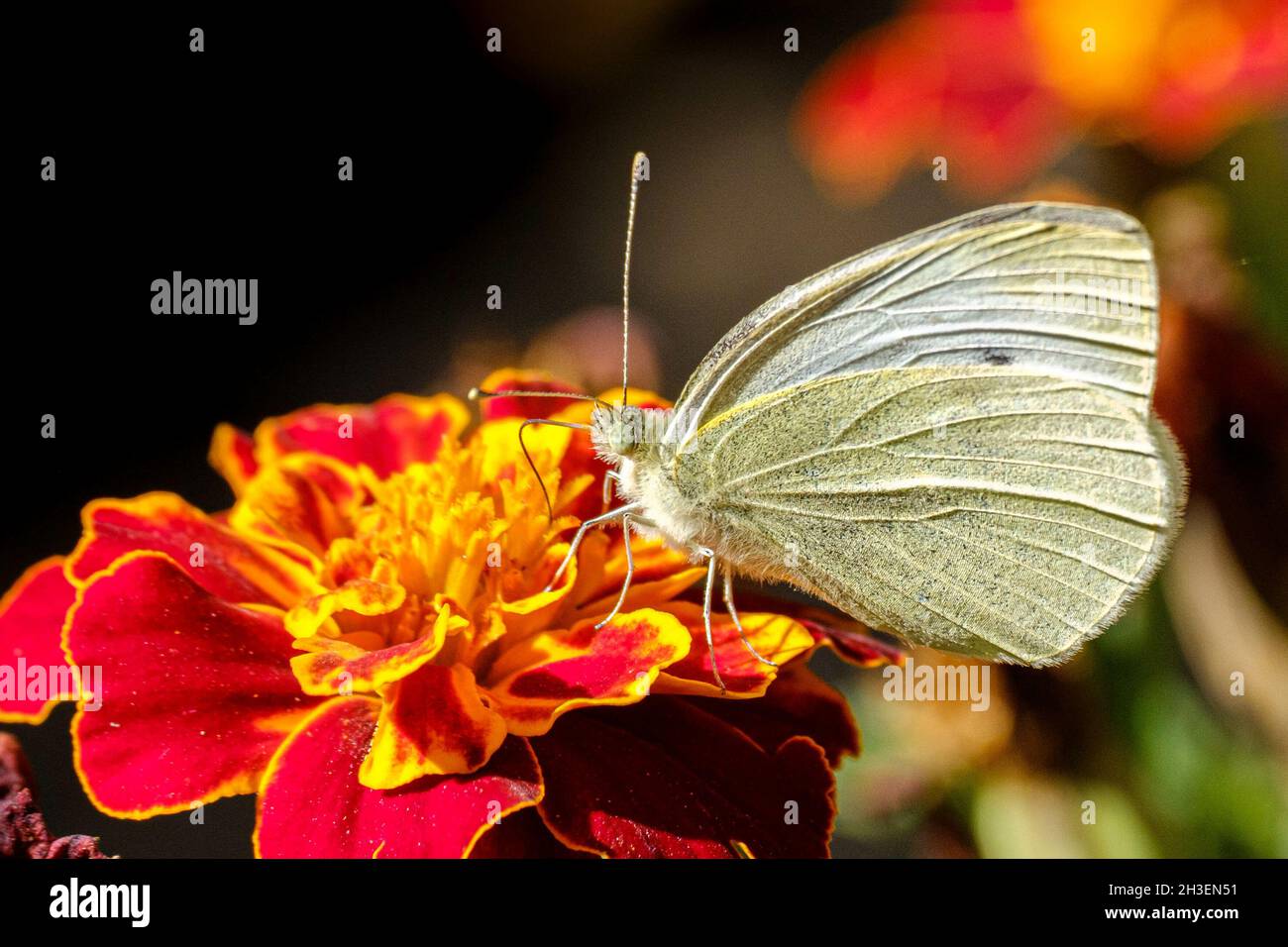 Closeup of the cabbage butterfly on the flower Stock Photo - Alamy