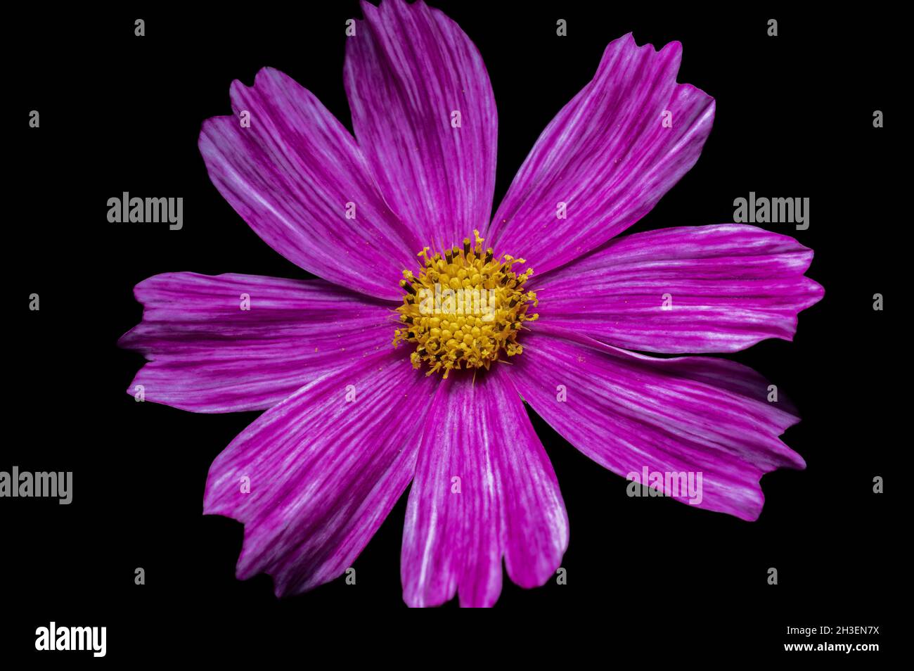 Closeup shot of a Cosmos bipinnatus flower on an isolated background ...