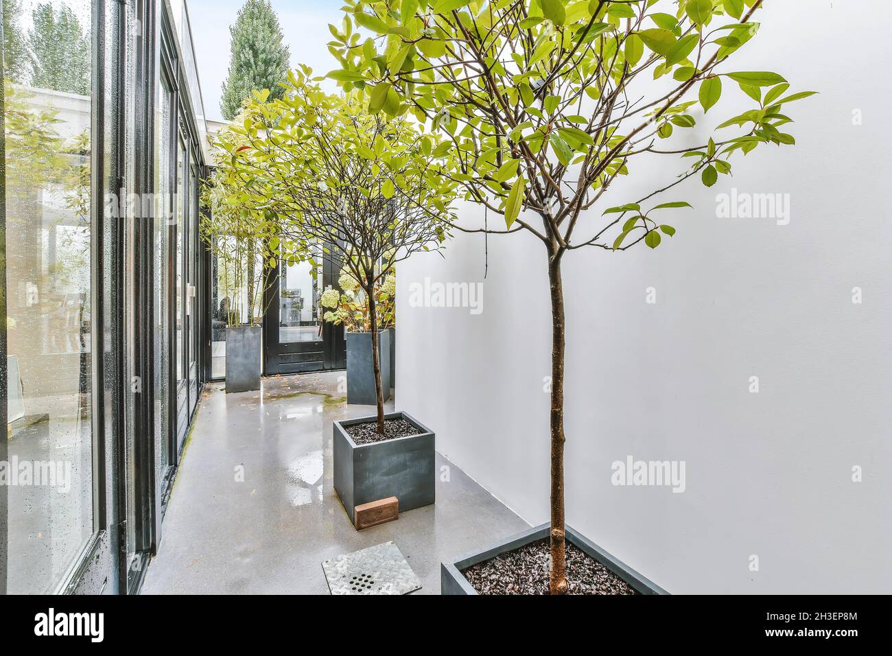 Lovely stylish courtyard with trees and window Stock Photo - Alamy