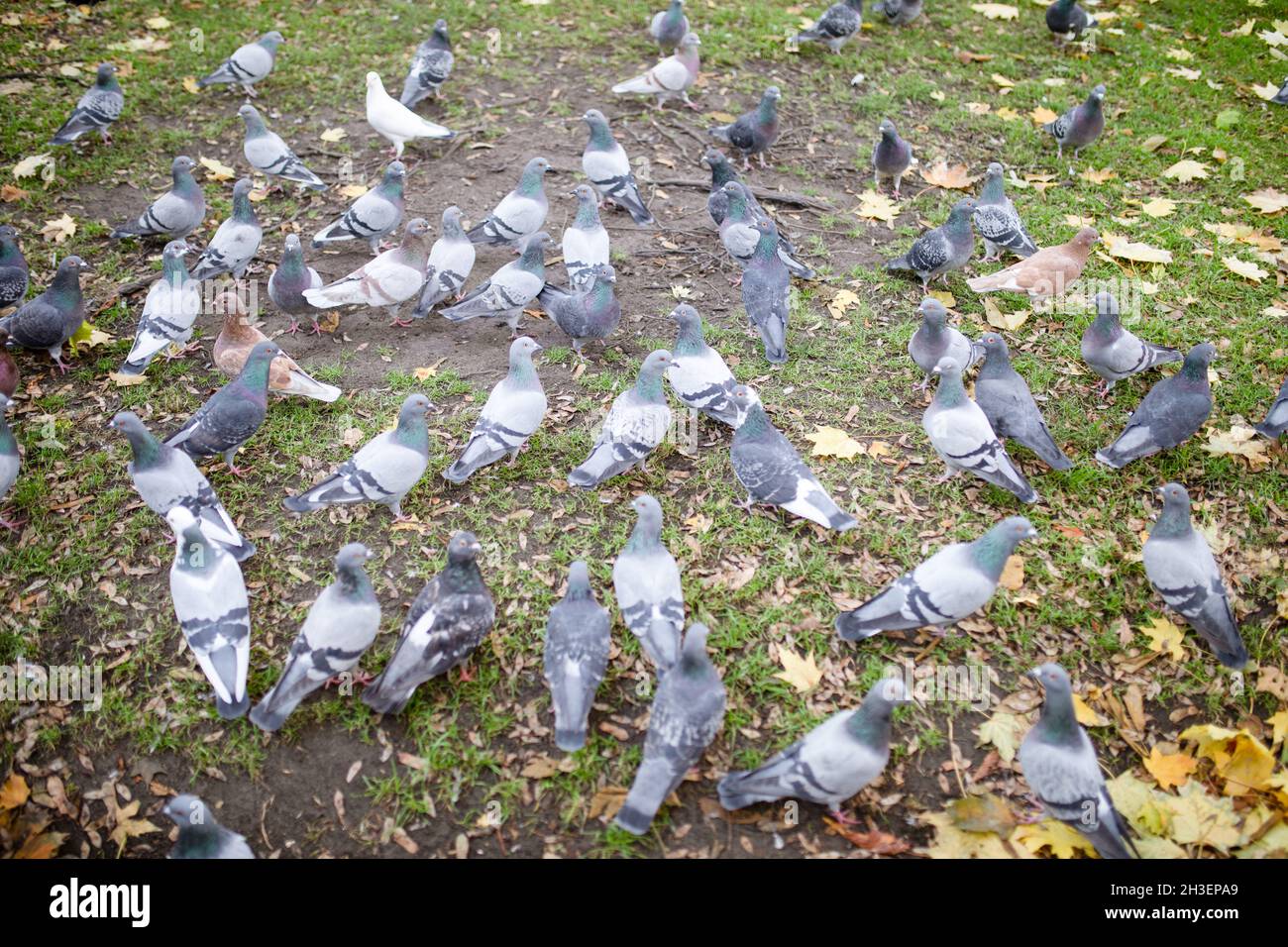 Pigeons, doves - flock of birds on the lawn Stock Photo - Alamy
