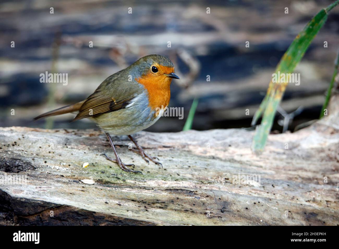 Eurasian robin patrolling its woodland territory Stock Photo - Alamy