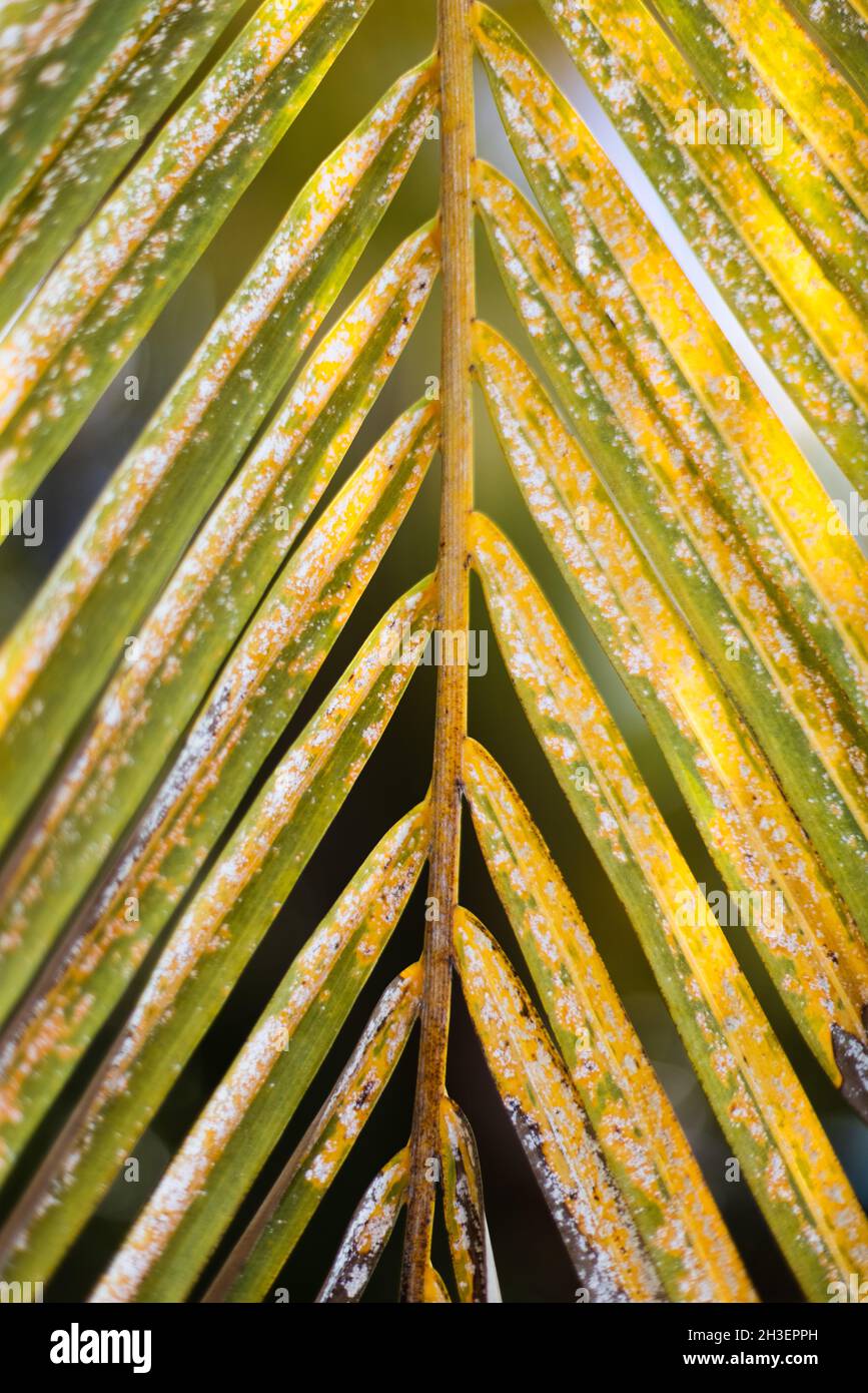 Yellow palm leaf damaged by parasites. Leaf with diseases Stock Photo ...