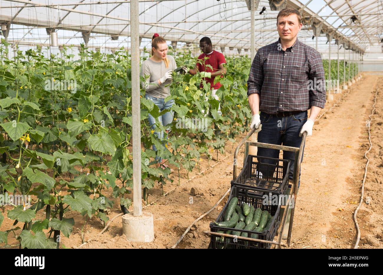 Farmer carries boxes with ripe cucumbers Stock Photo - Alamy