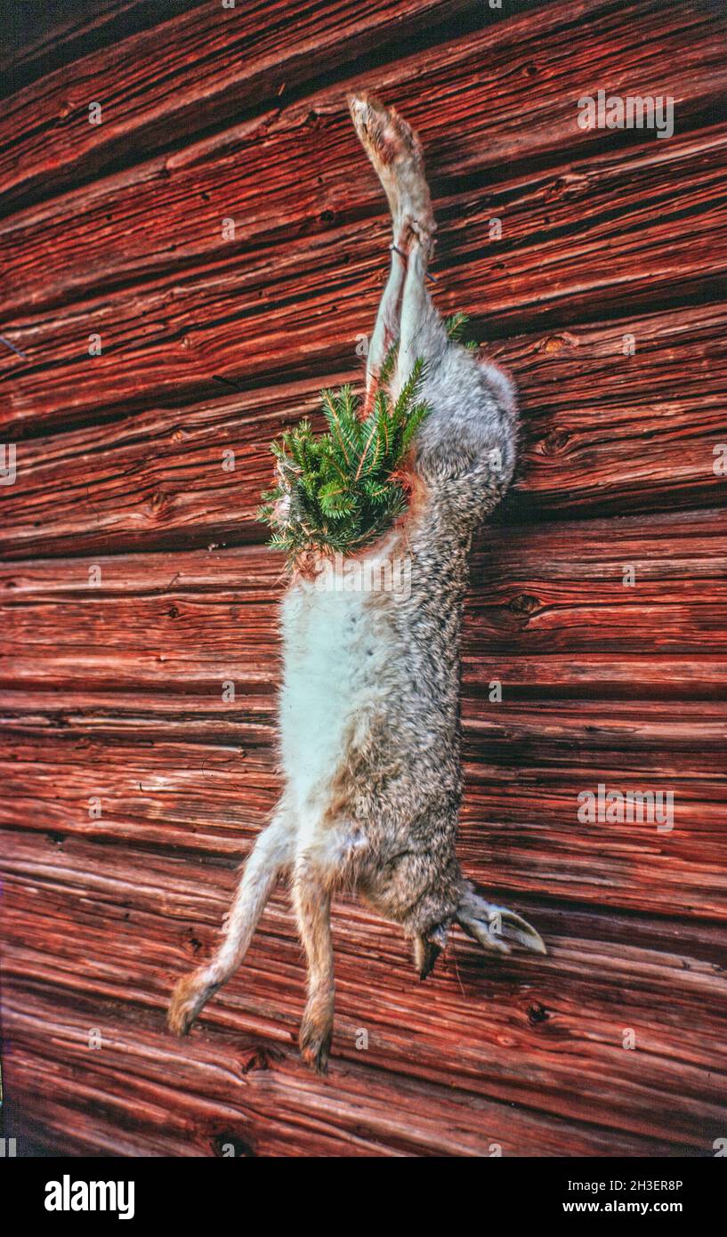 Dead hare hanging on a wall in an old farmhouse Stock Photo - Alamy