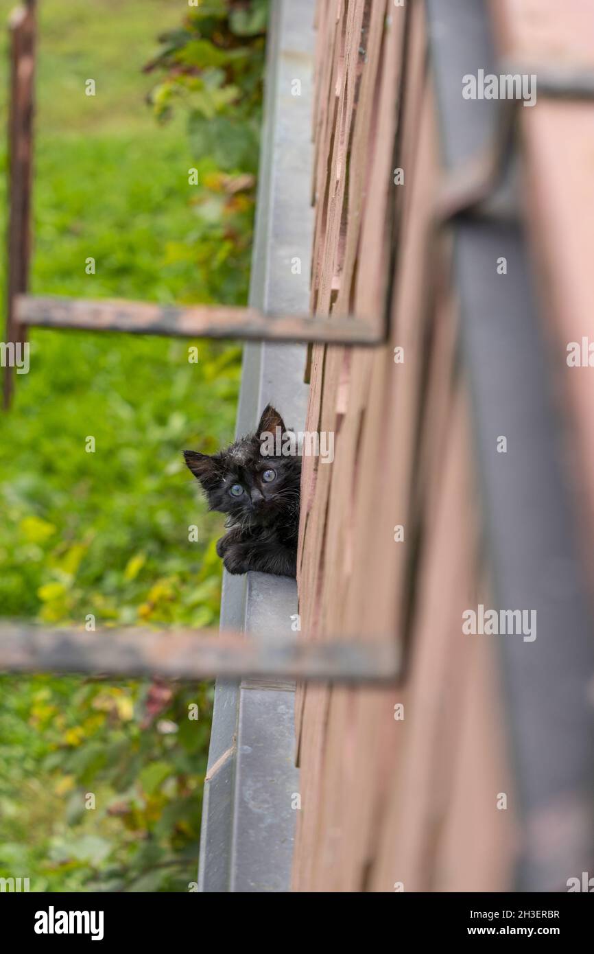 Vertical shot of a black dirty kitten with a scared face staring at the ...