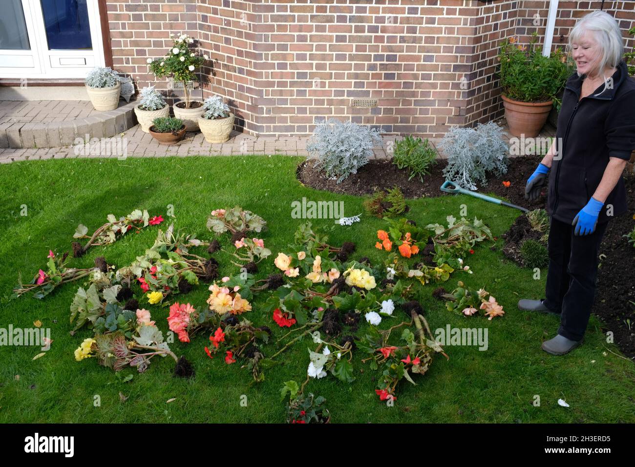 A gardener surveys her work digging up flower bulbs before winter Stock ...