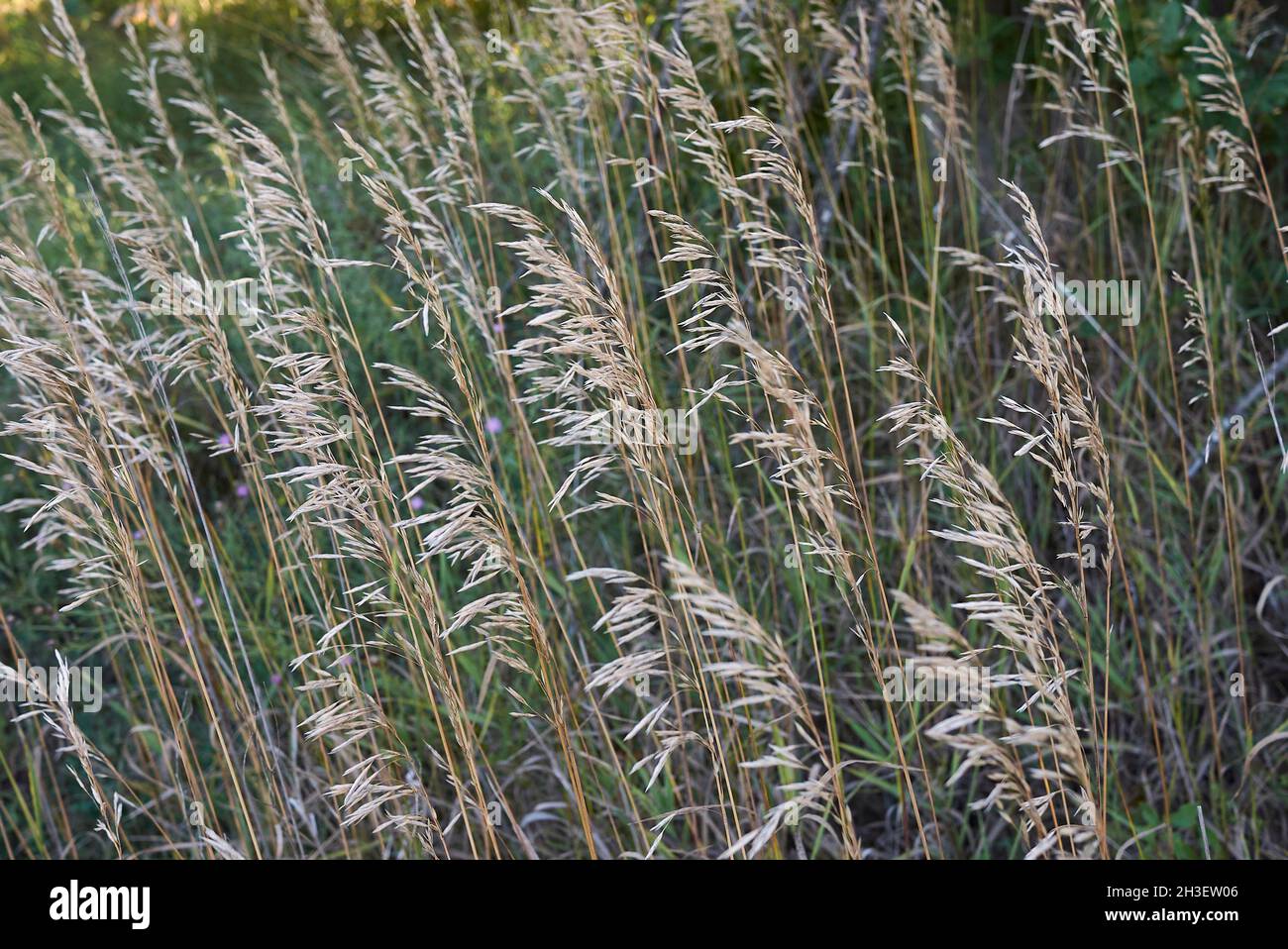Bromus inermis in bloom Stock Photo - Alamy