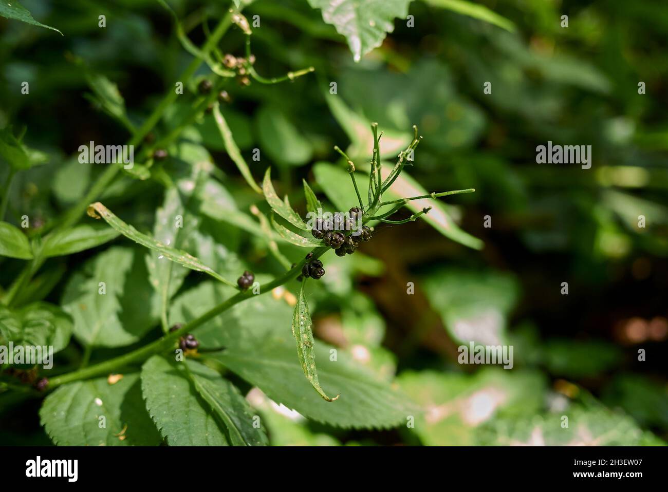 Cardamine bulbifera plant with fresh fruit Stock Photo - Alamy