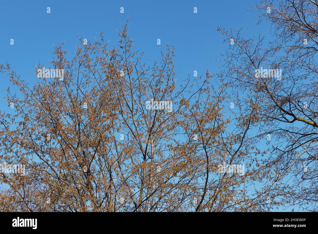 Carpinus betulus tree in bloom Stock Photo - Alamy
