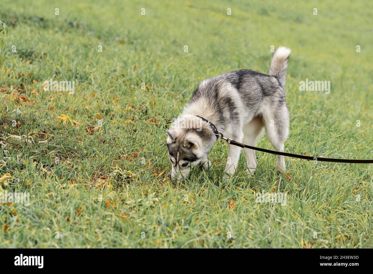Husky dog digging hi-res stock photography and images - Alamy