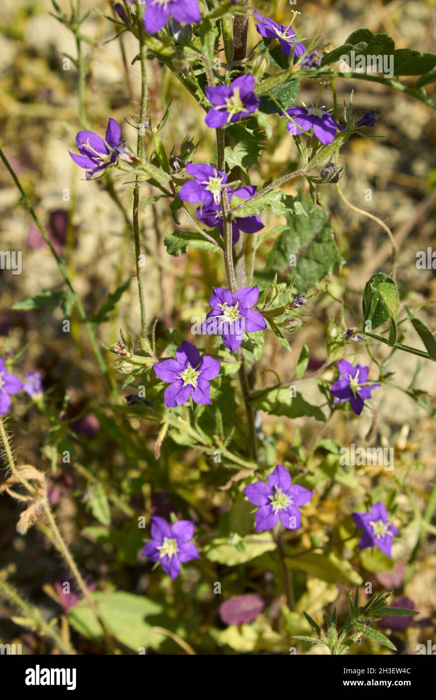 Legousia speculum veneris purple flowers Stock Photo - Alamy
