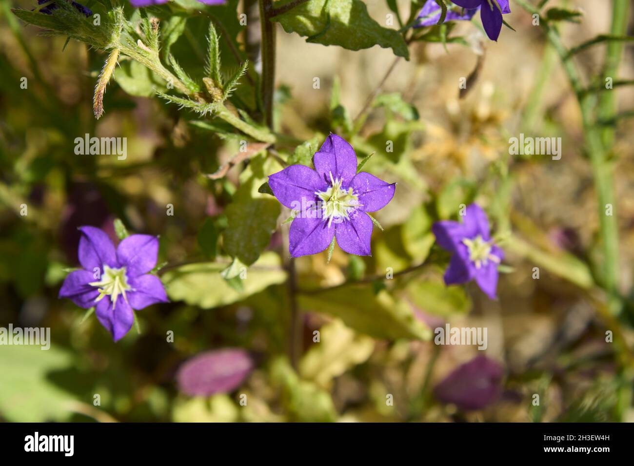 Venus looking glass legousia speculum veneris hi-res stock photography ...
