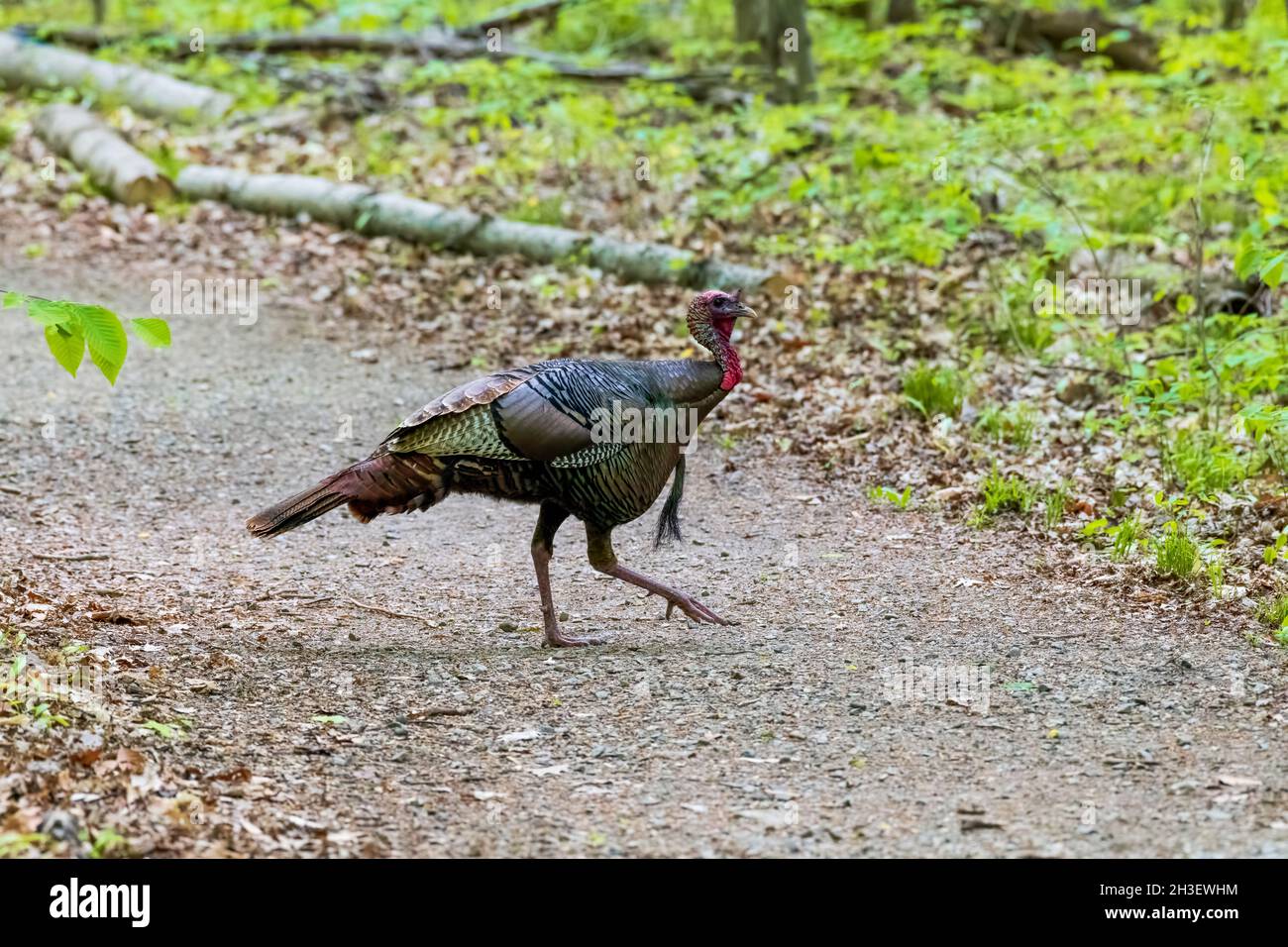 Wild turkey strutting in the forest Stock Photo - Alamy