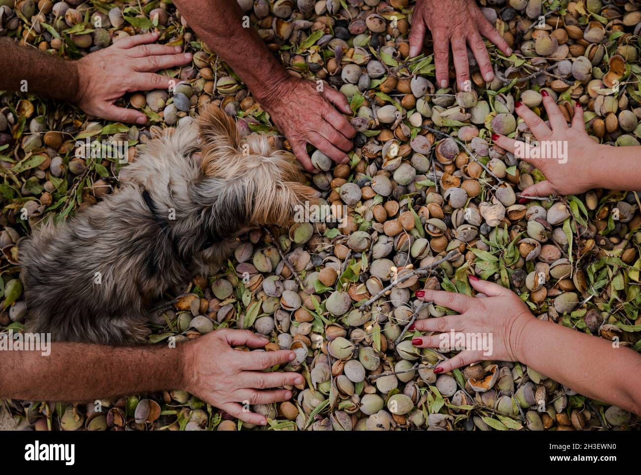 Hands and small dog on group of almonds in shell Stock Photo - Alamy
