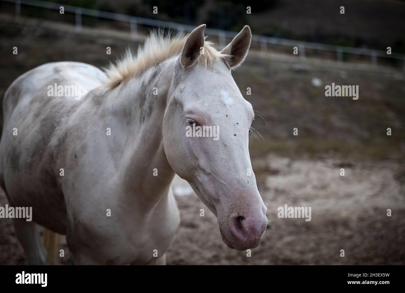 Portrait of albino horse on field Stock Photo - Alamy