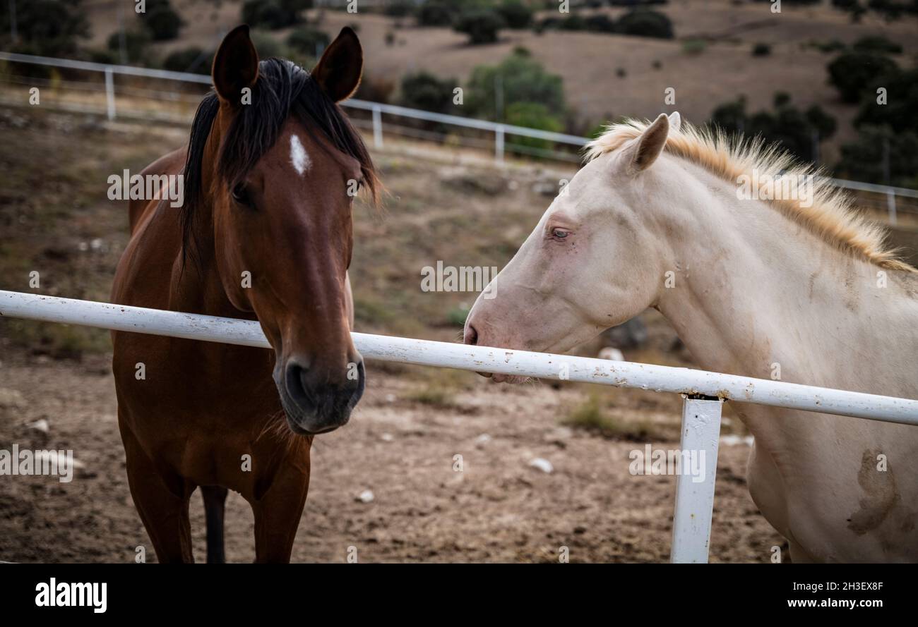 Albino horse hi-res stock photography and images - Alamy